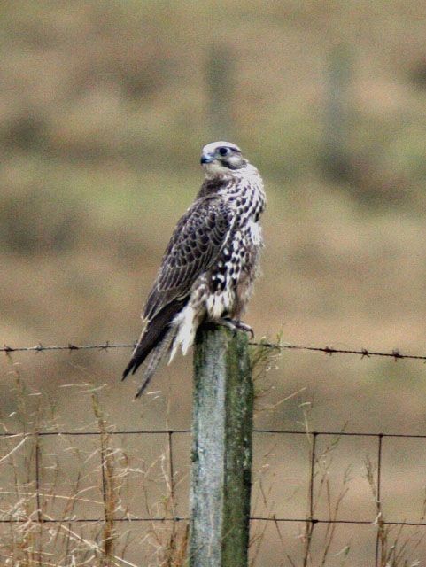 Details : Gyr Falcon - BirdGuides