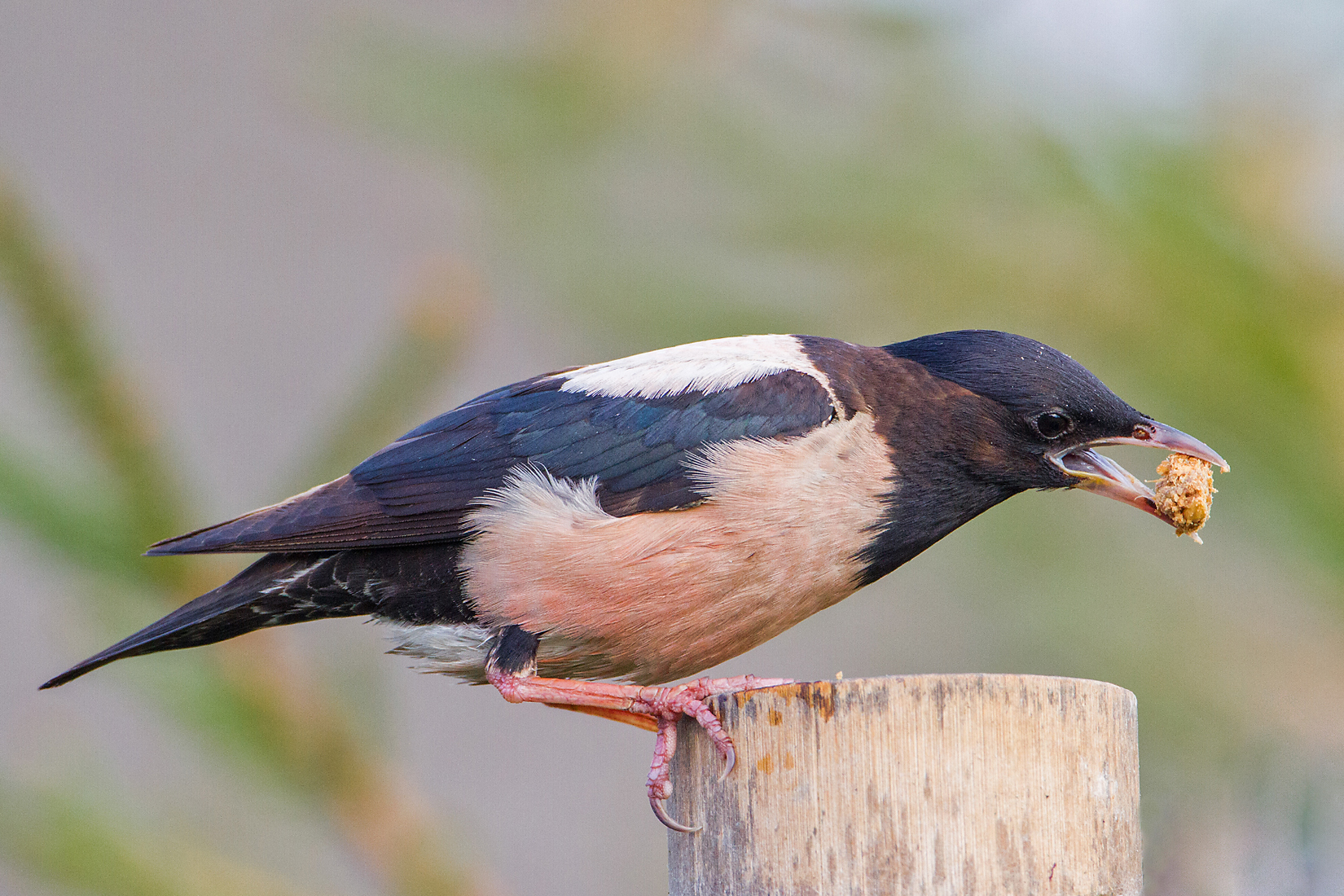 Details : Rosy Starling - BirdGuides