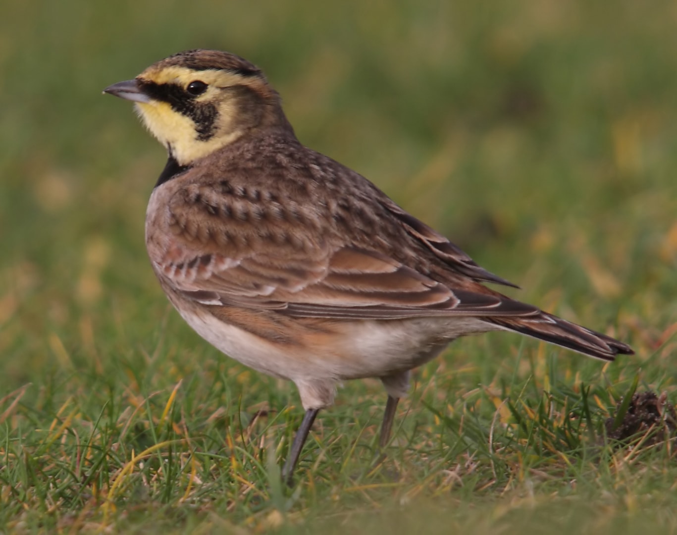 Shore Lark by Jim Welford - BirdGuides