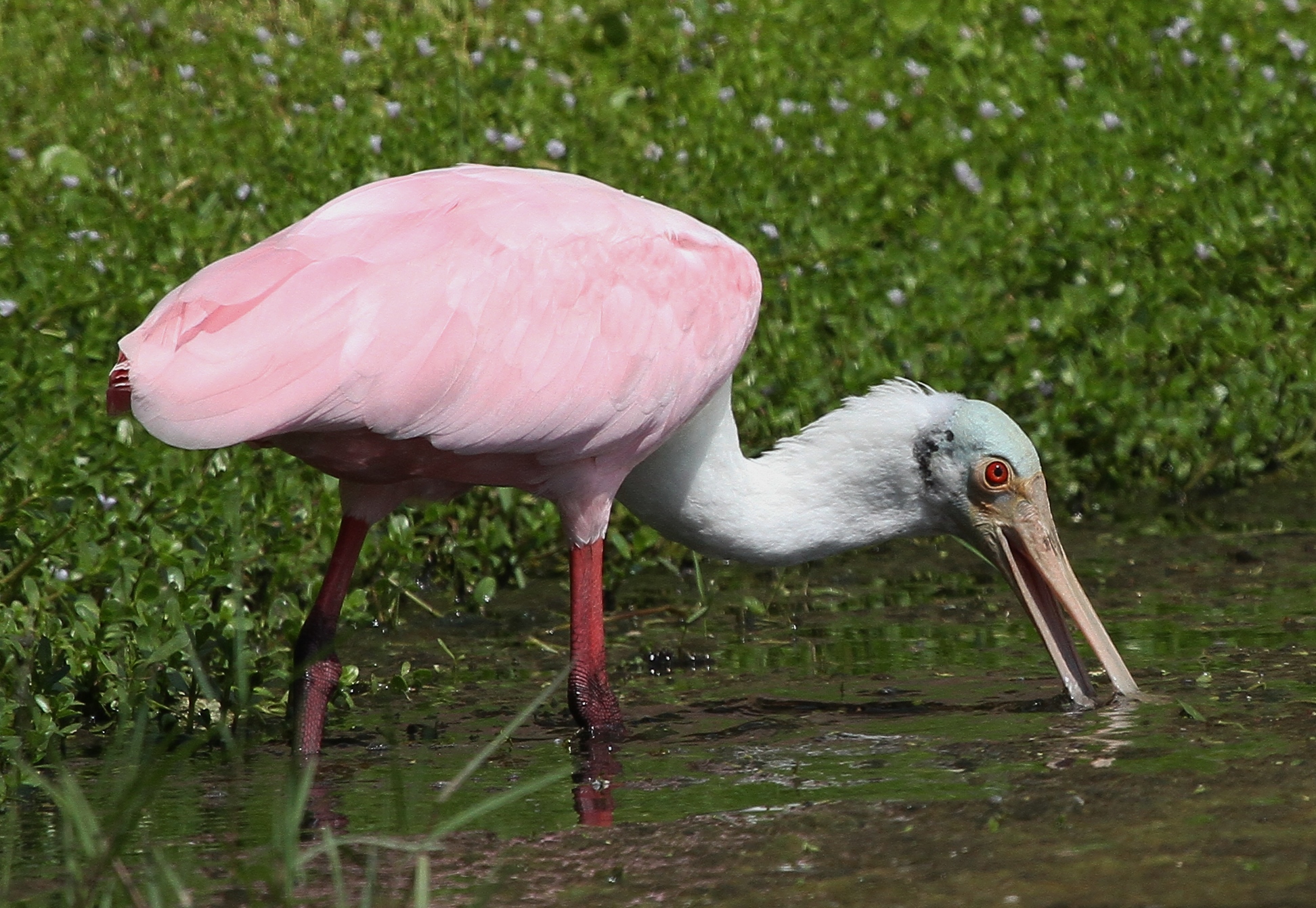 Details : Roseate Spoonbill - BirdGuides