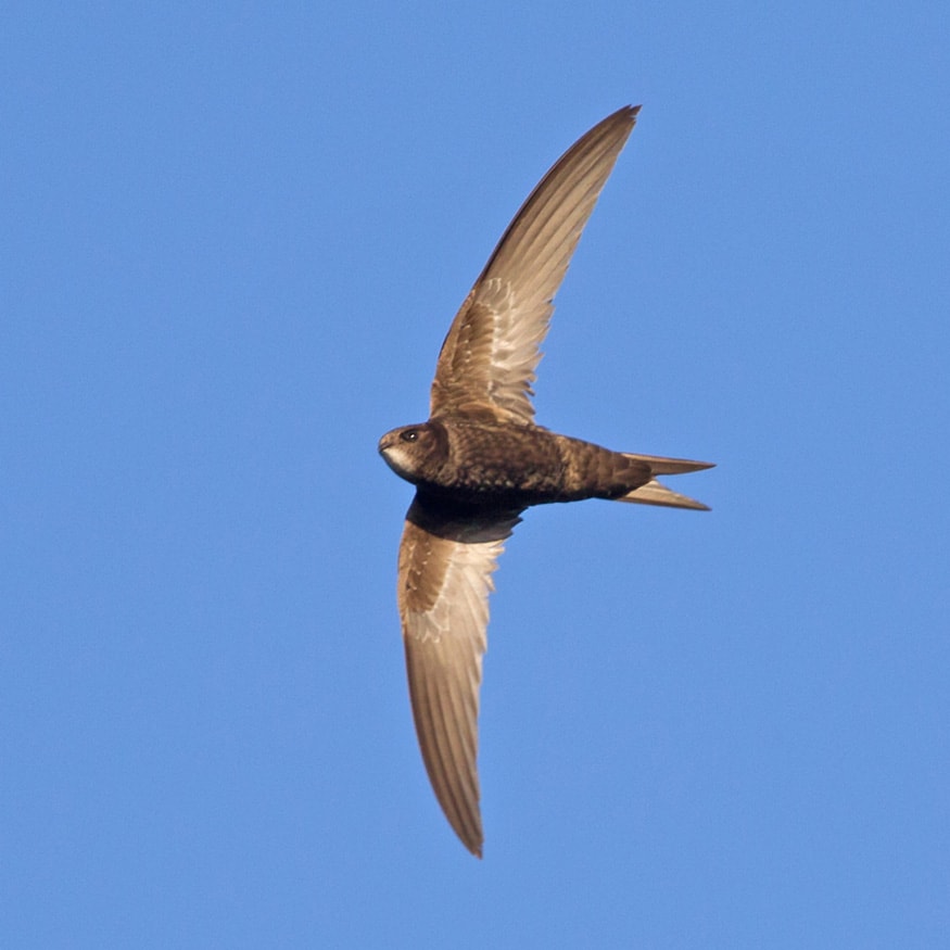 Common Swift by Simon Richardson - BirdGuides