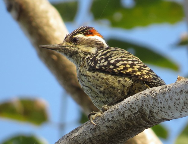 Details : Checkered Woodpecker - BirdGuides