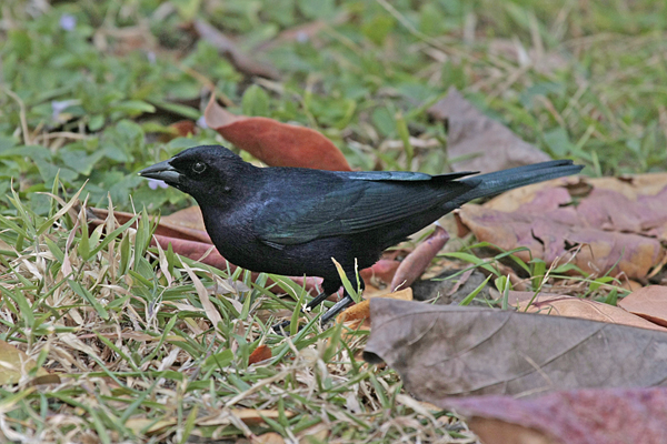 Details : Shiny Cowbird - BirdGuides