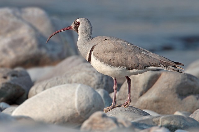Details : Ibisbill - BirdGuides