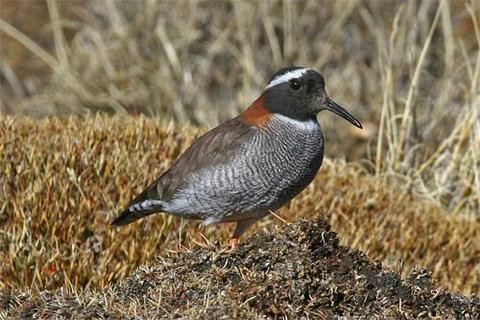 The day of the Diademed Sandpiper-plover - BirdGuides