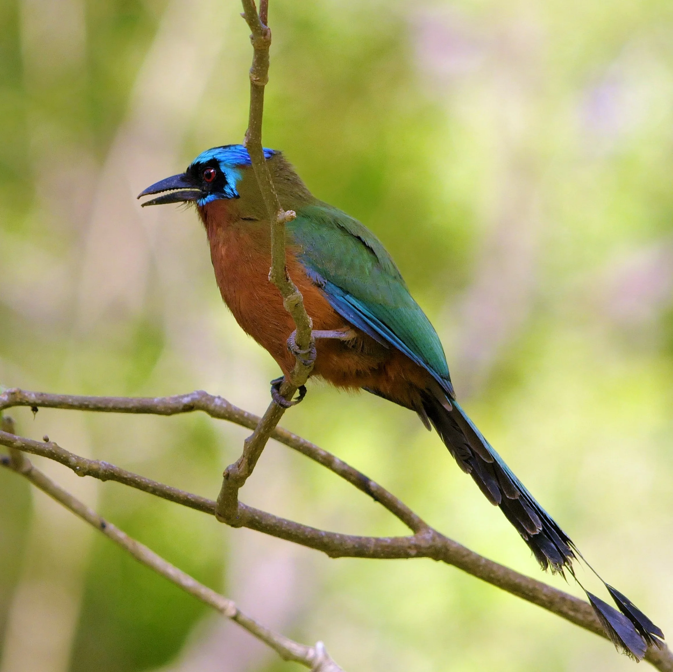 Details : Amazonian Motmot - BirdGuides