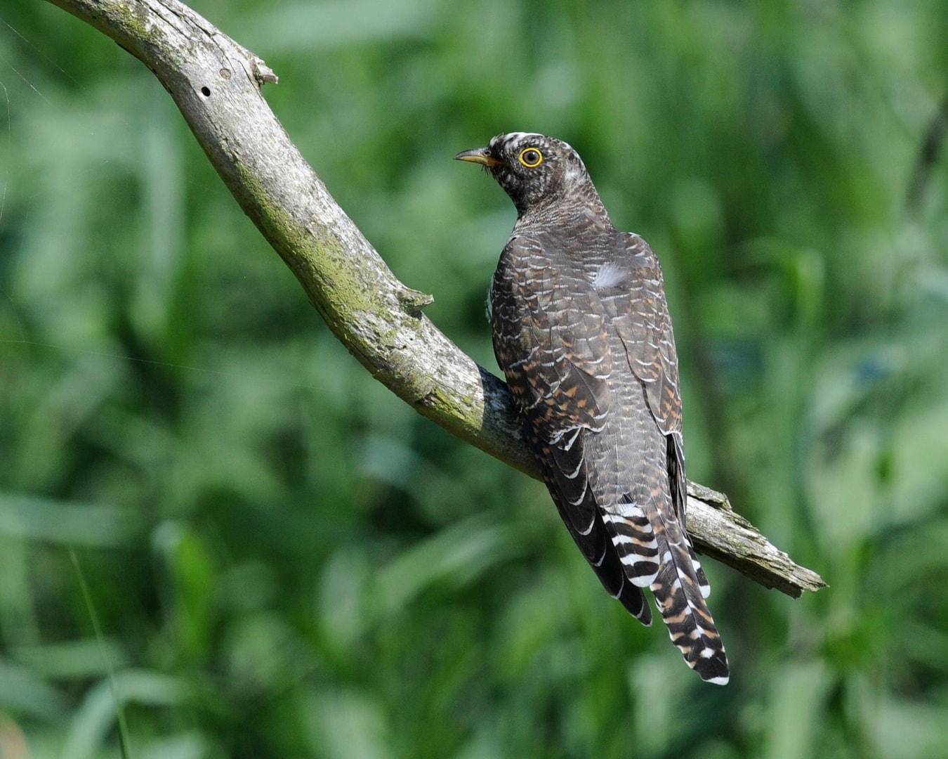 Common Cuckoo by Nick Appleton - BirdGuides