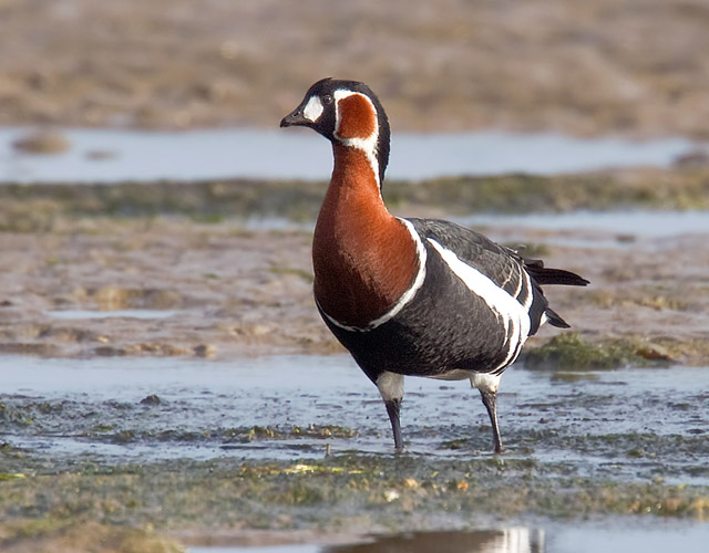 Details : Red-breasted Goose - BirdGuides