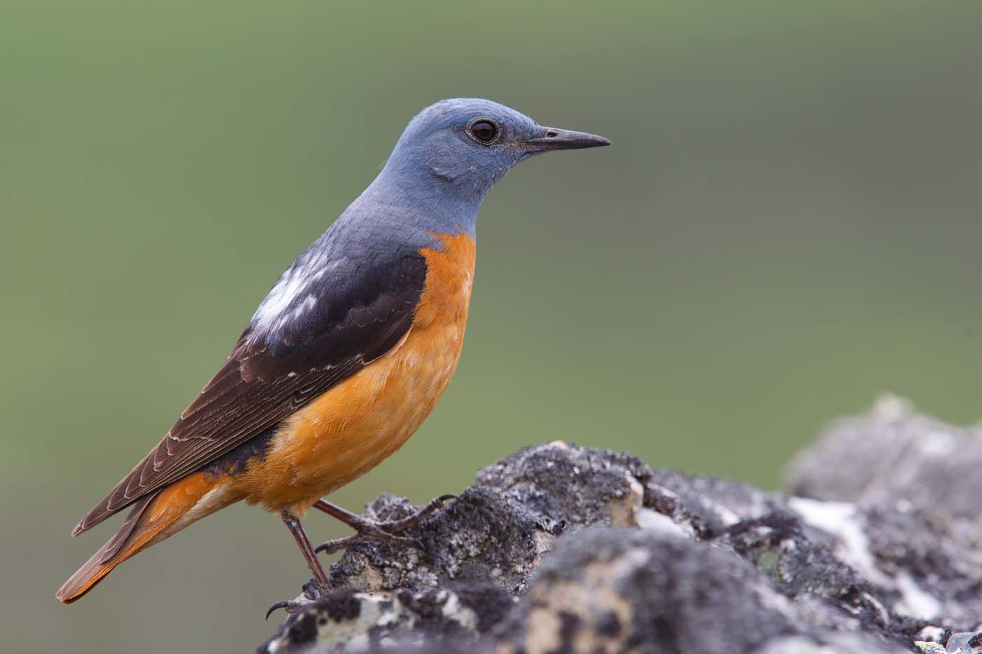 Details : Common Rock Thrush - BirdGuides