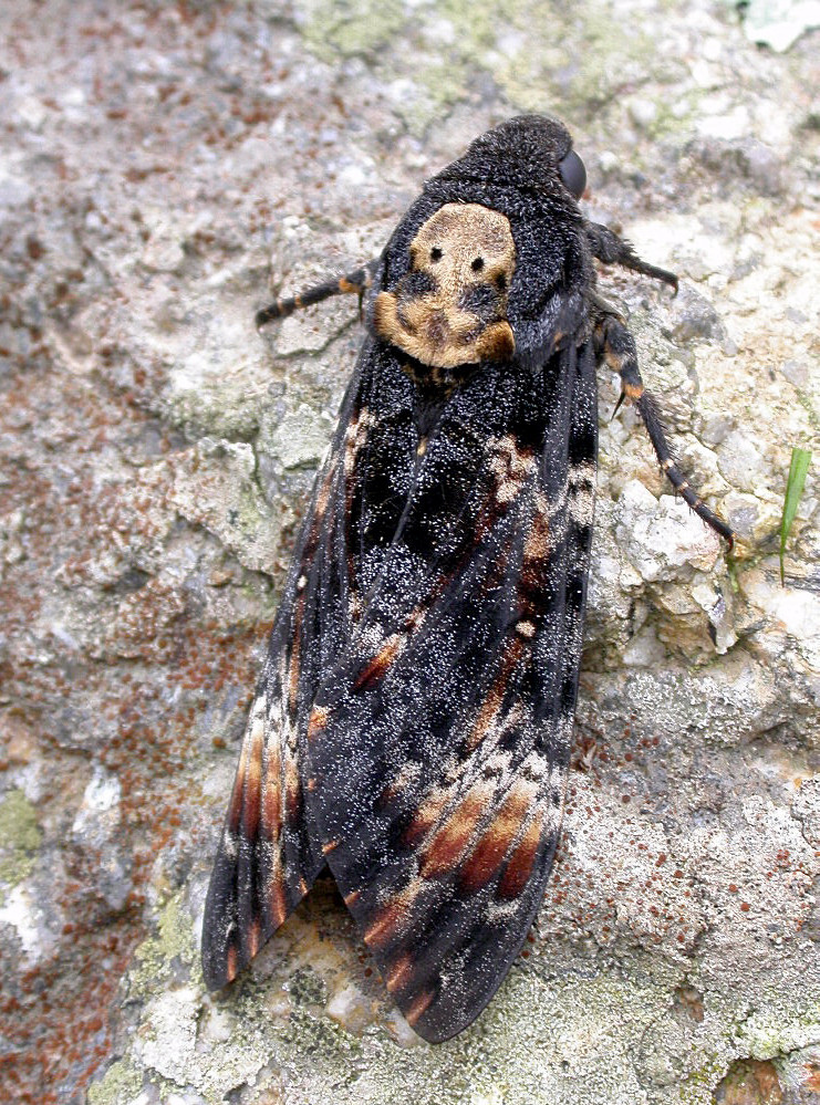 Details : Death's-head Hawkmoth - BirdGuides