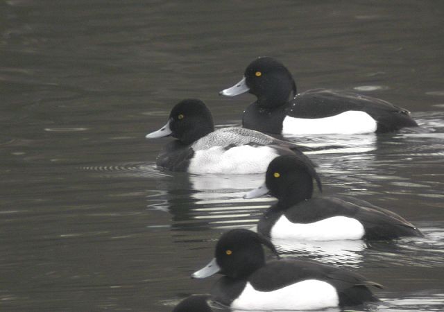 Details : Lesser Scaup - BirdGuides