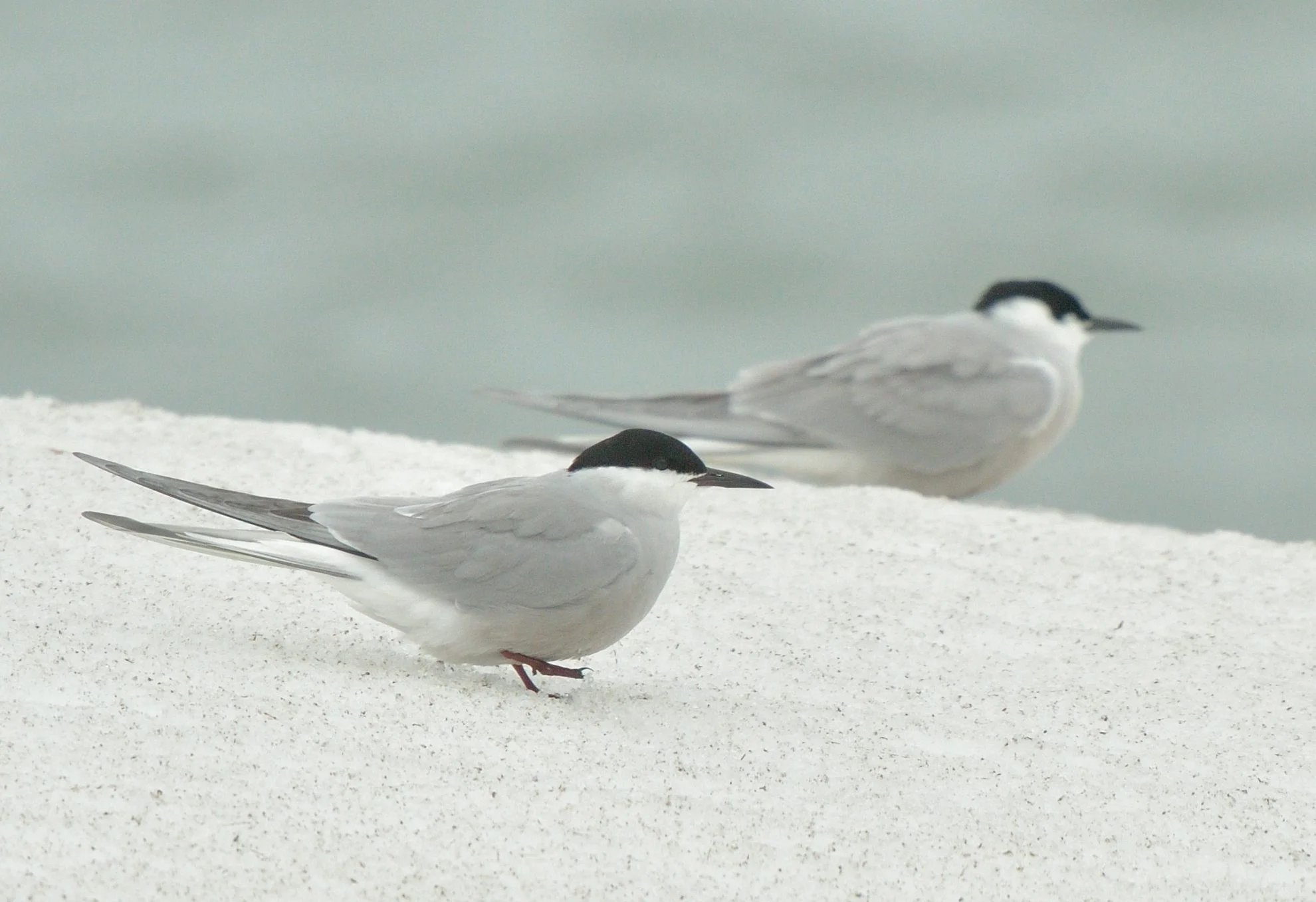 Details : Eastern Common Tern - BirdGuides