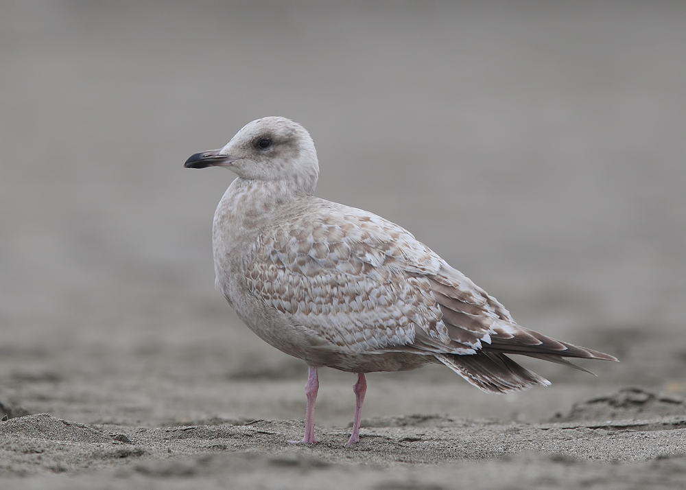 Details : Thayer's Gull - BirdGuides