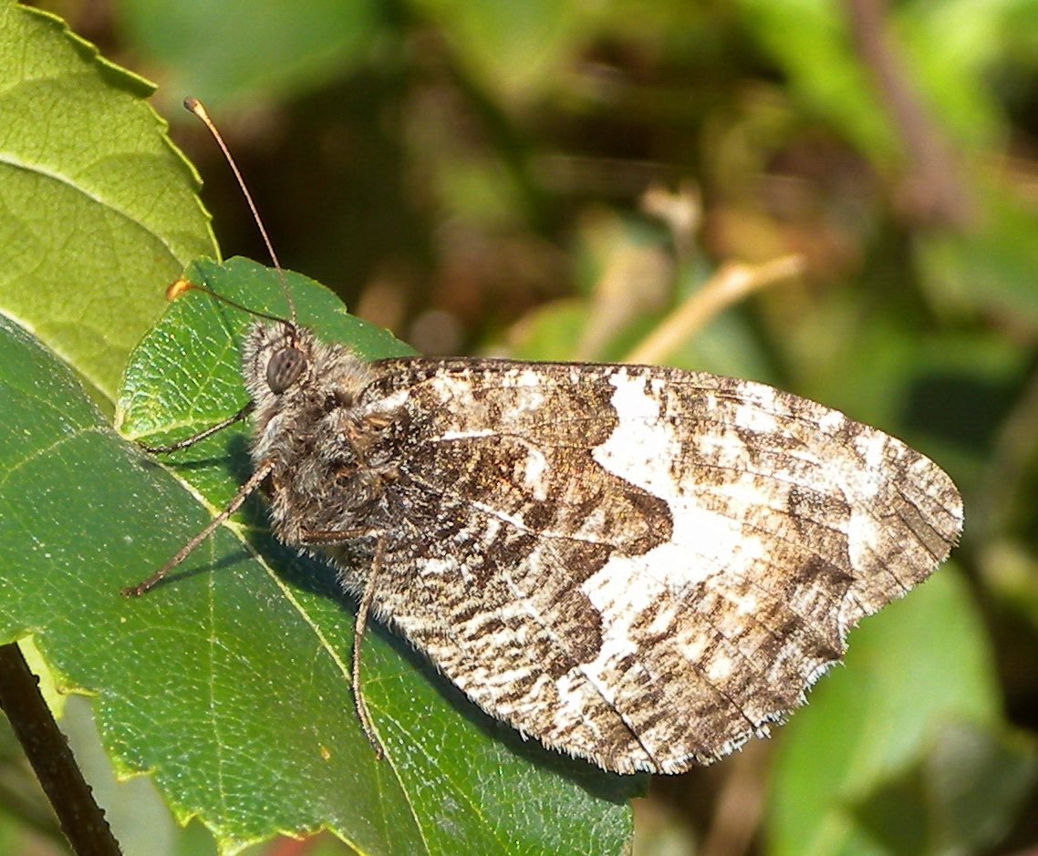 Details : Grayling - BirdGuides