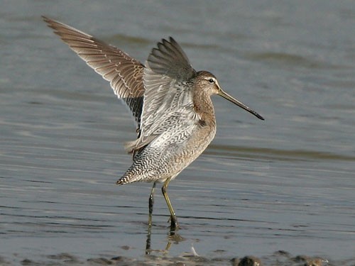 Details : Long-billed Dowitcher - BirdGuides