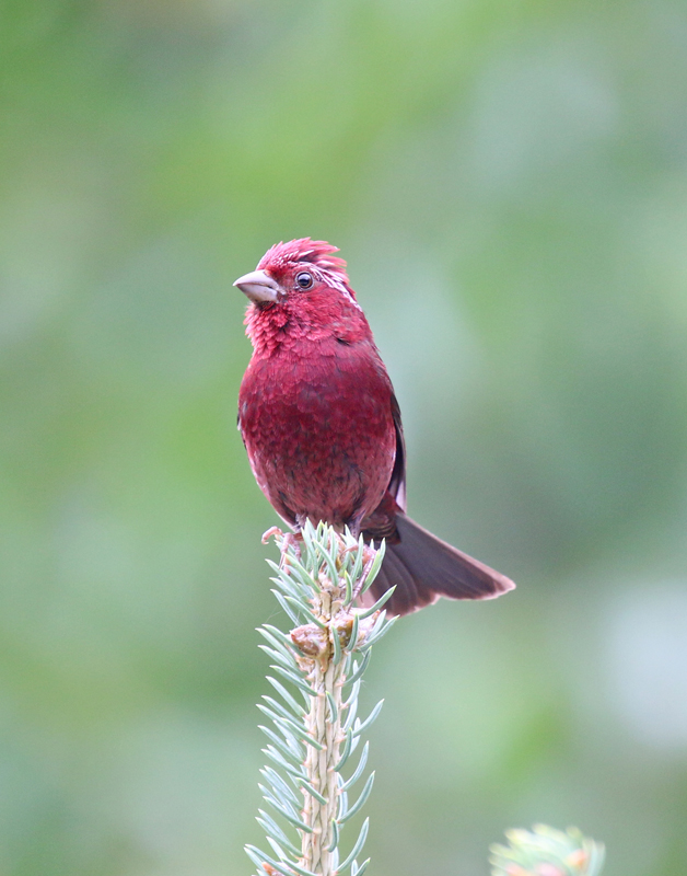 Details : Vinaceous Rosefinch - BirdGuides