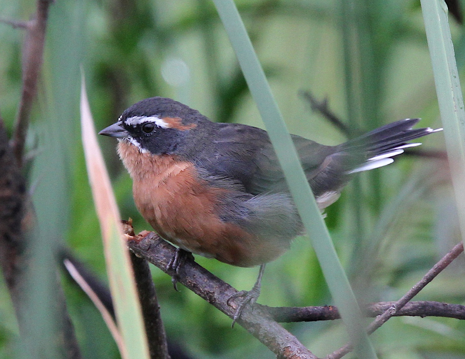 Details : Black-and-rufous Warbling Finch - BirdGuides
