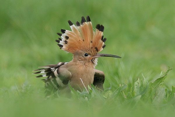 Details : Hoopoe - BirdGuides