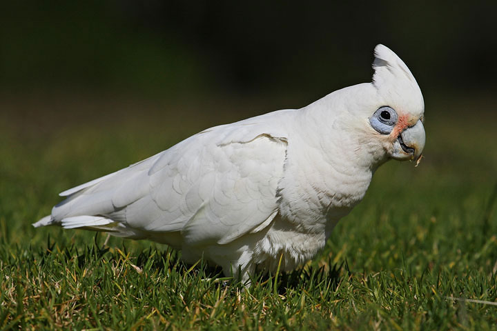 Details : Little Corella - BirdGuides