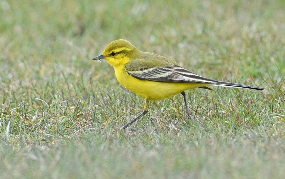 Focus on: shades of Yellow Wagtail - BirdGuides
