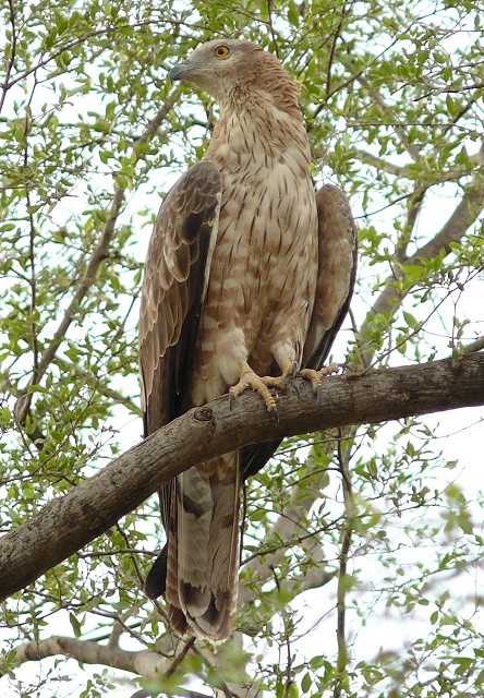 Details : Crested Honey Buzzard - BirdGuides