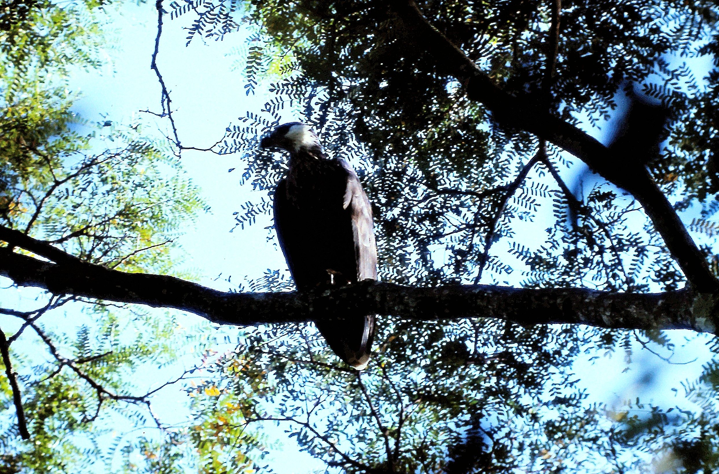 Madagascar Fish Eagle by W.Schulenburg - BirdGuides