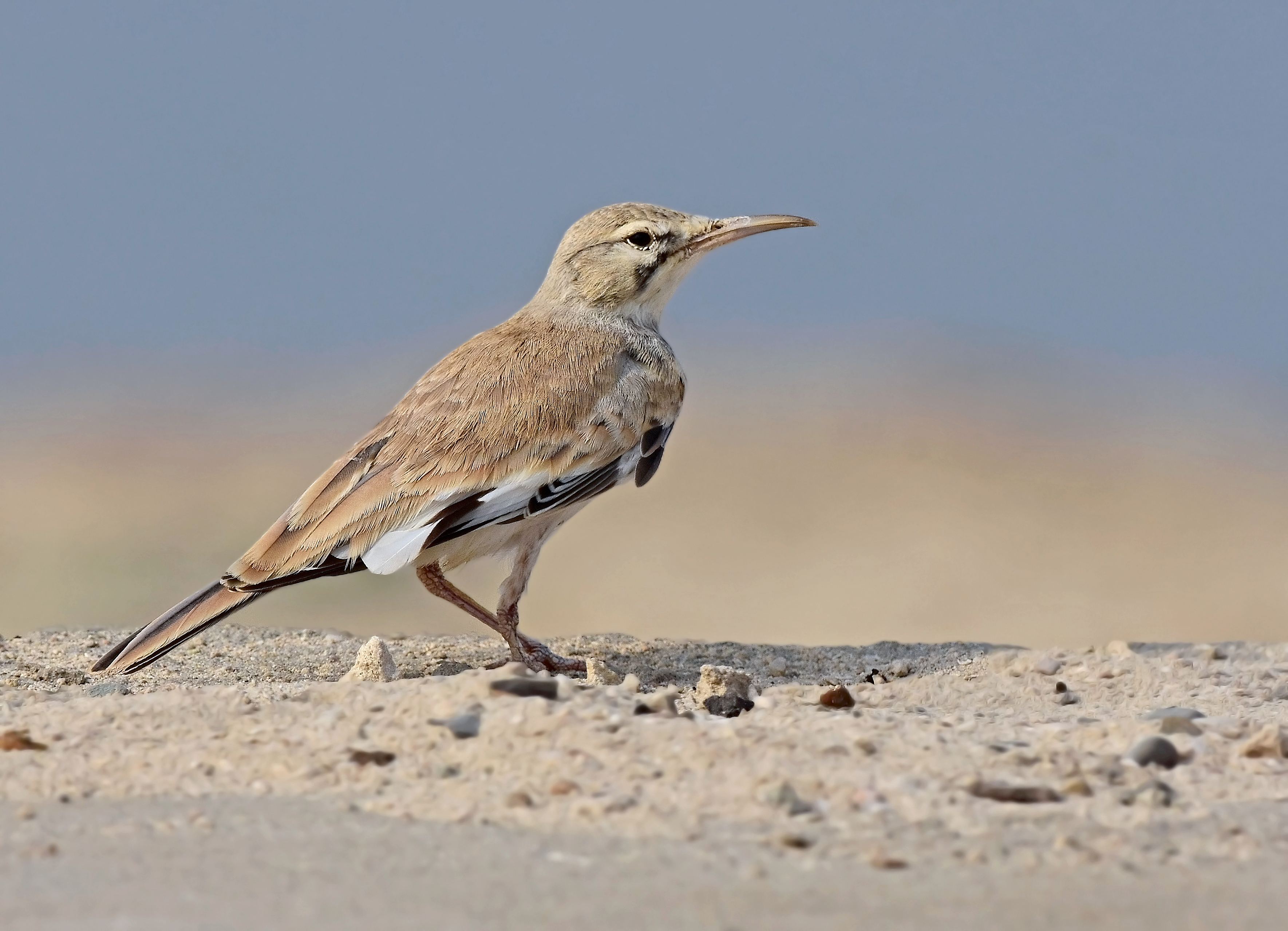 Details : Greater Hoopoe-Lark - BirdGuides