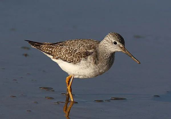 Details : Lesser Yellowlegs - BirdGuides