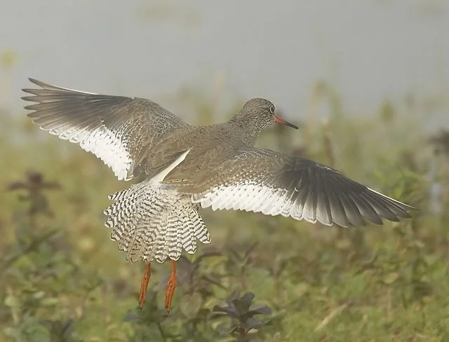 Details : Common Redshank - BirdGuides