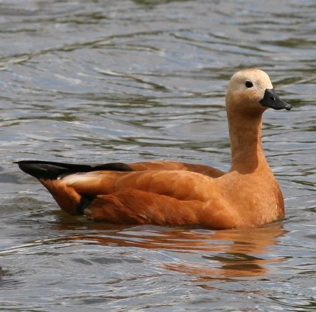 Details : Ruddy Shelduck - BirdGuides