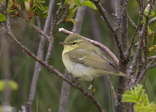 Details : Green Warbler - BirdGuides