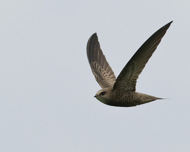 Details : Pallid Swift - BirdGuides