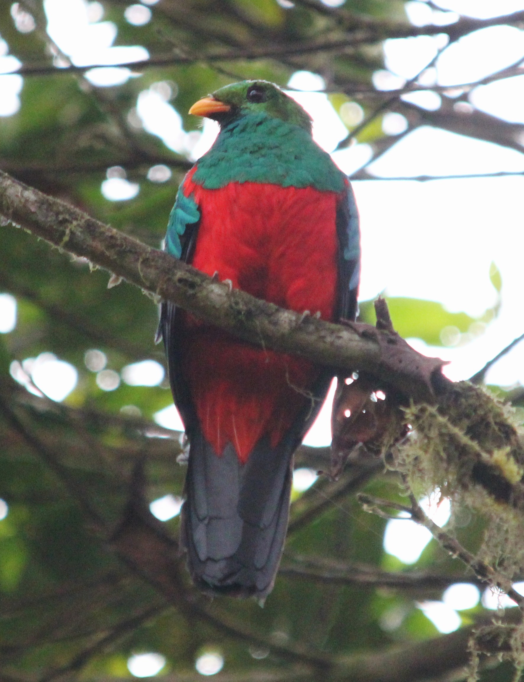 Details : Golden-headed Quetzal - BirdGuides