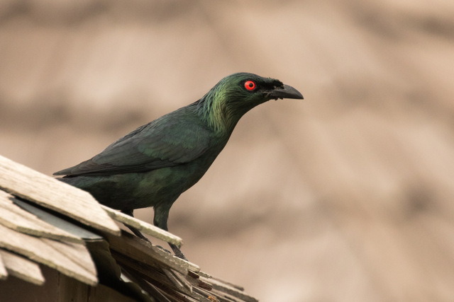 Details : Asian Glossy Starling - BirdGuides