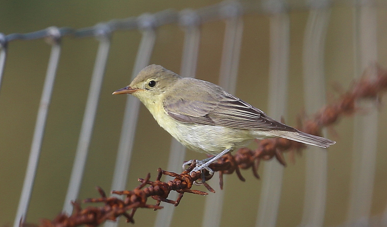 Icterine Warbler by Tim - BirdGuides