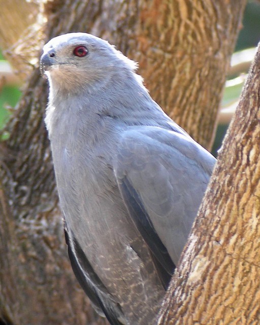 Details : Crane Hawk - BirdGuides