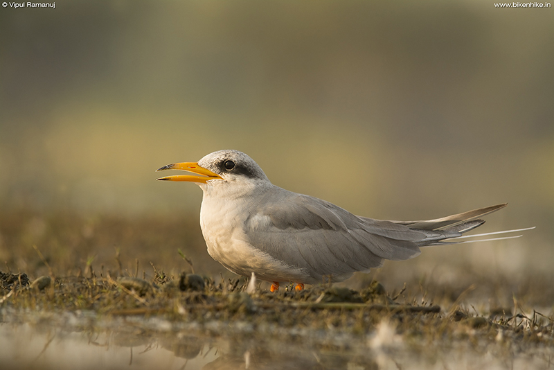 Details : River Tern - BirdGuides