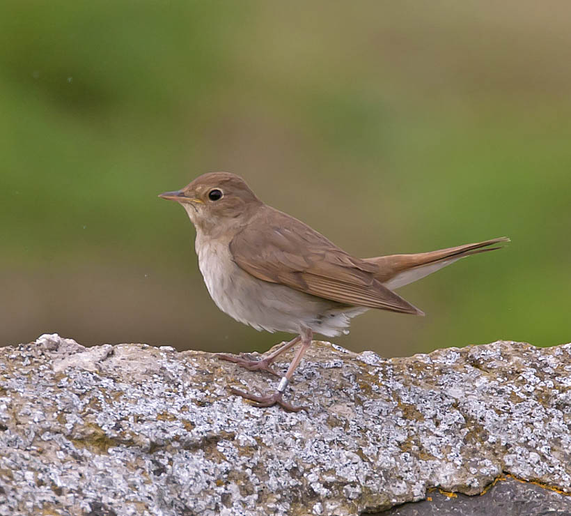 Details : Thrush Nightingale - BirdGuides