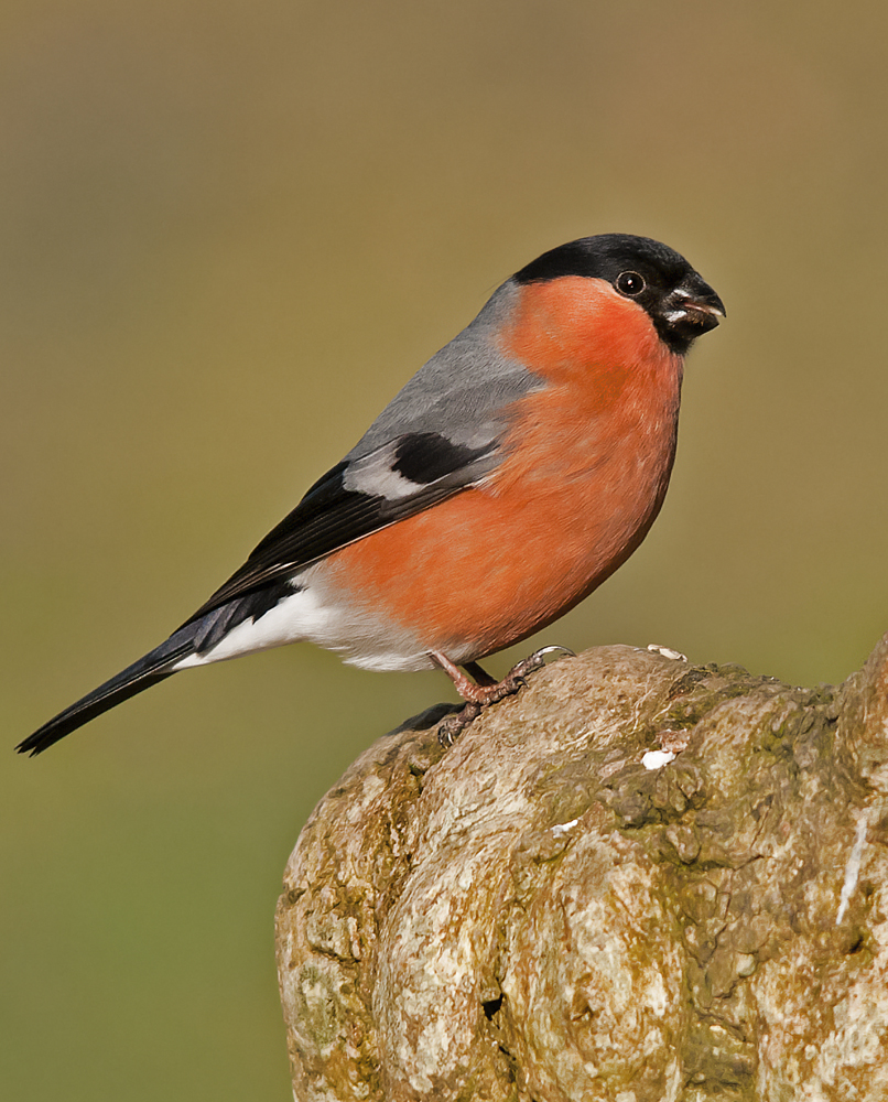 Eurasian Bullfinch by Wayne Davies - BirdGuides