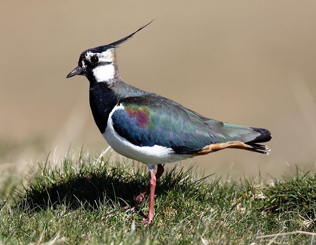 Details : Northern Lapwing - BirdGuides