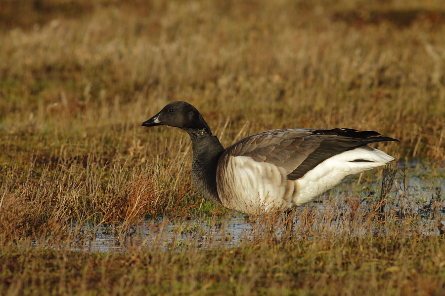 Details : Pale-bellied Brent Goose - BirdGuides
