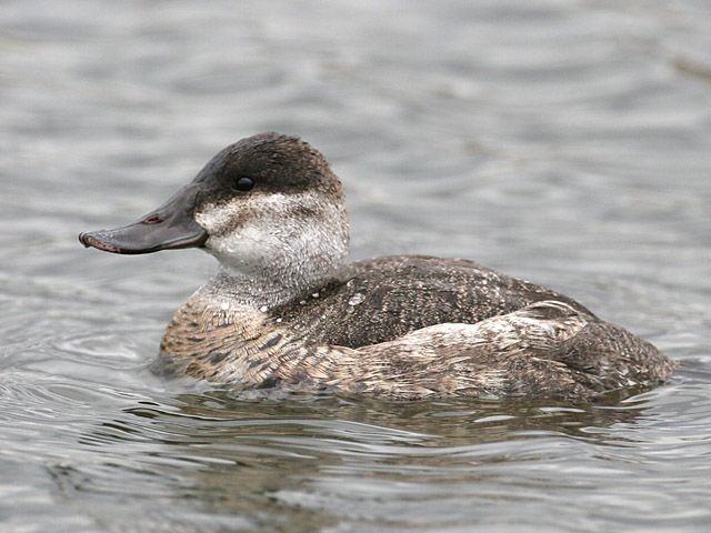 Details : Ruddy Duck - BirdGuides