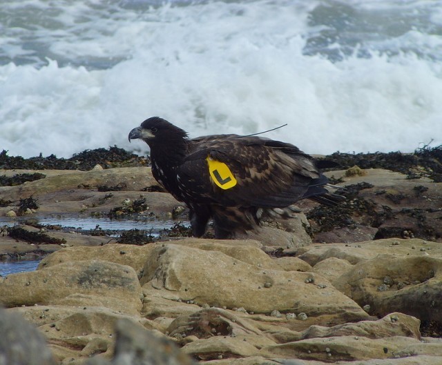 Sea eagle numbers soar to new heights - BirdGuides
