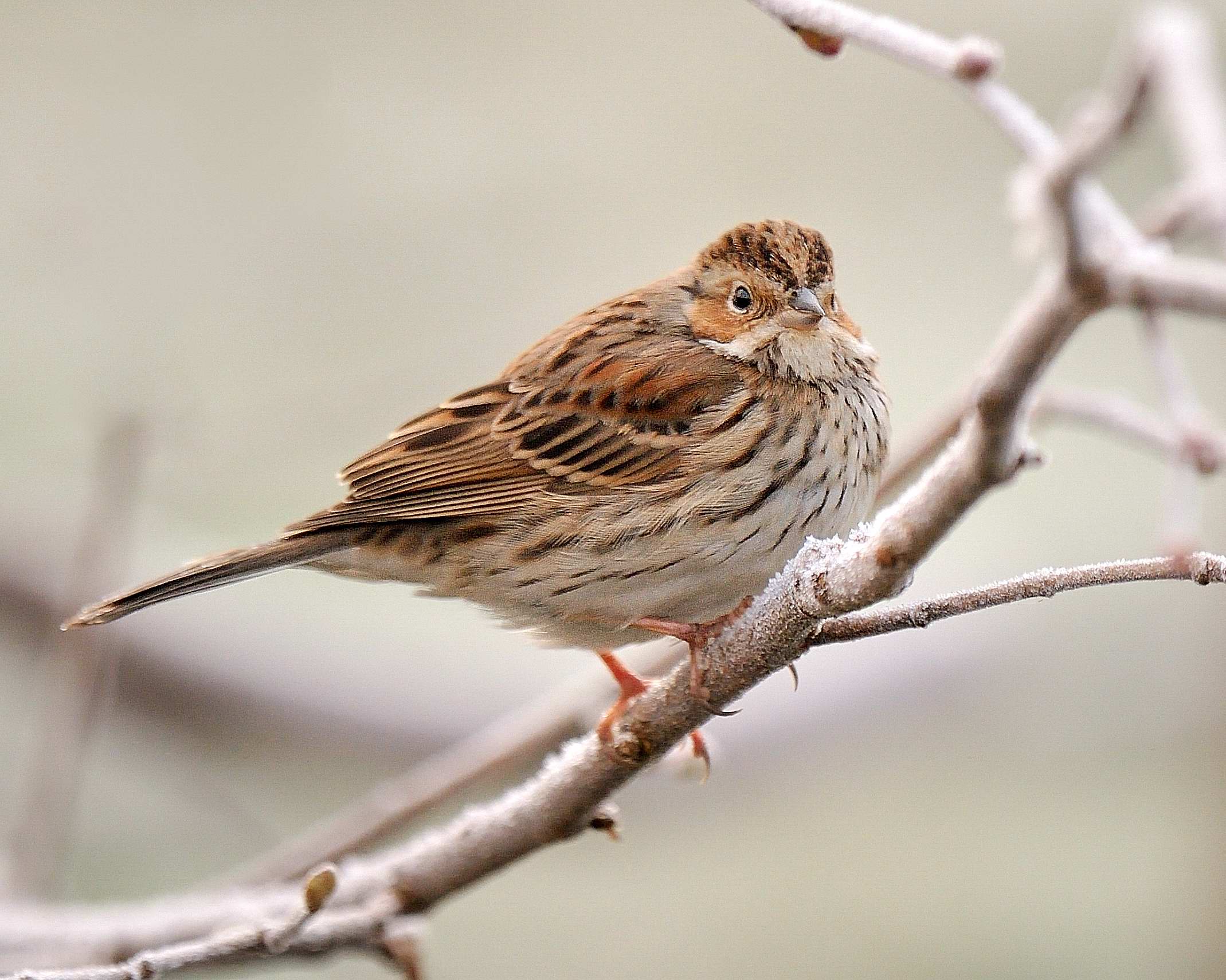 Details : Little Bunting - BirdGuides
