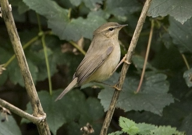 Details : Dusky Warbler - BirdGuides