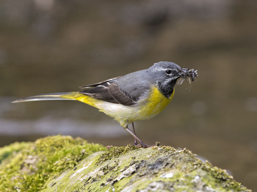 Details : Grey Wagtail - BirdGuides