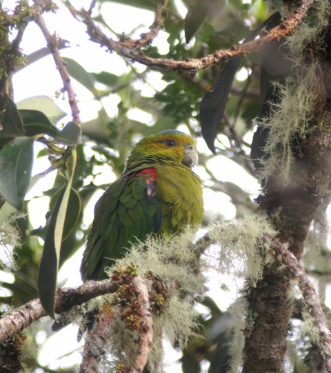 Fuertes's Parrot by Trevor Ellery - BirdGuides