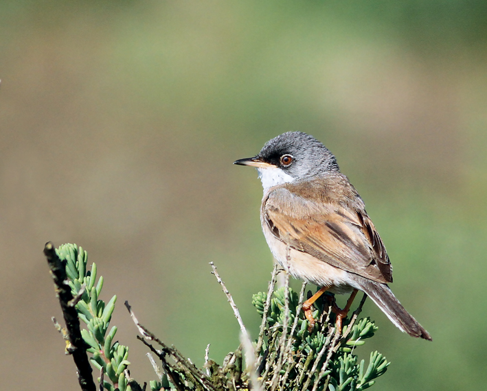 Details : Spectacled Warbler - BirdGuides