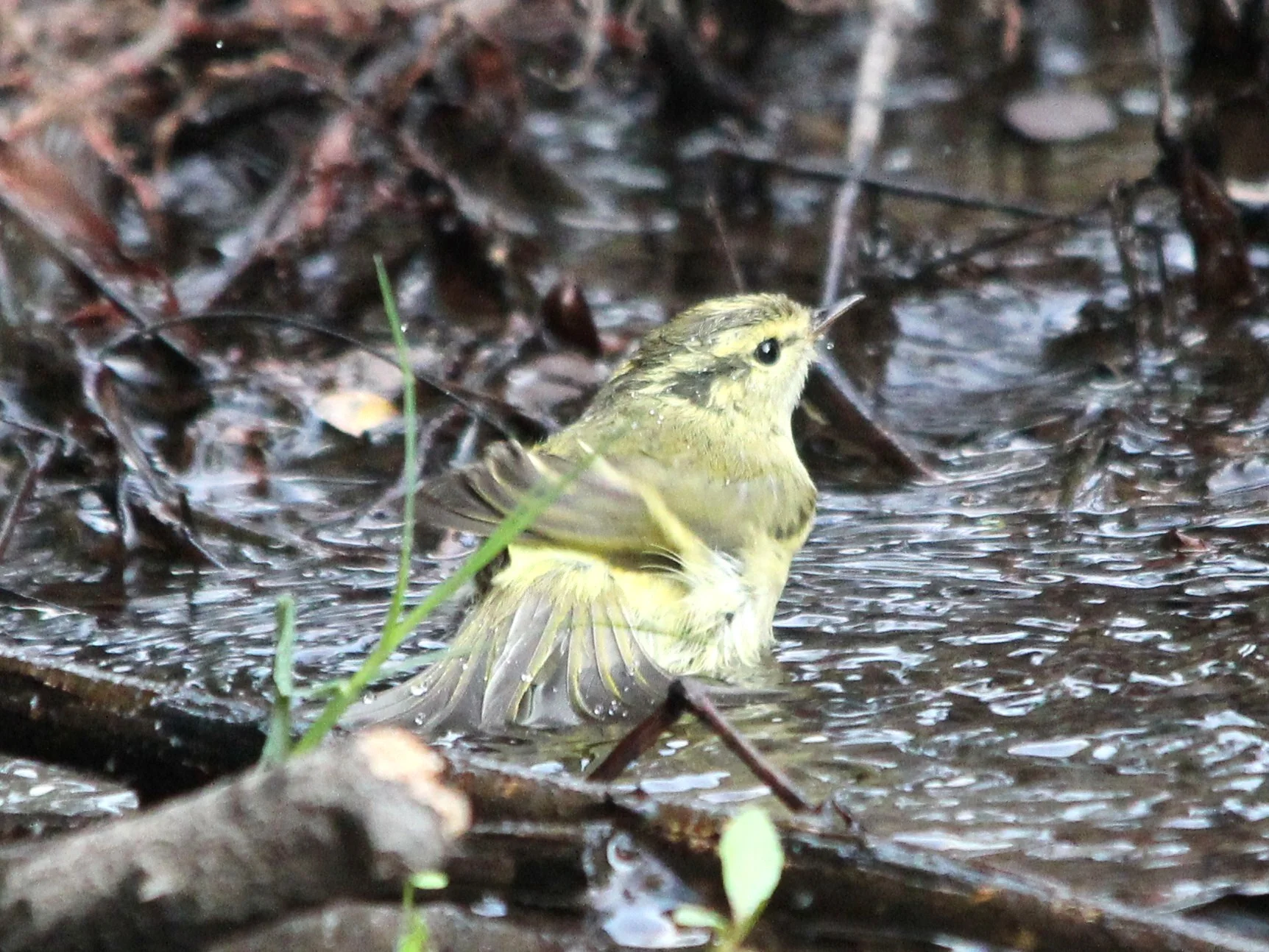 Details : Lemon-rumped Warbler - BirdGuides
