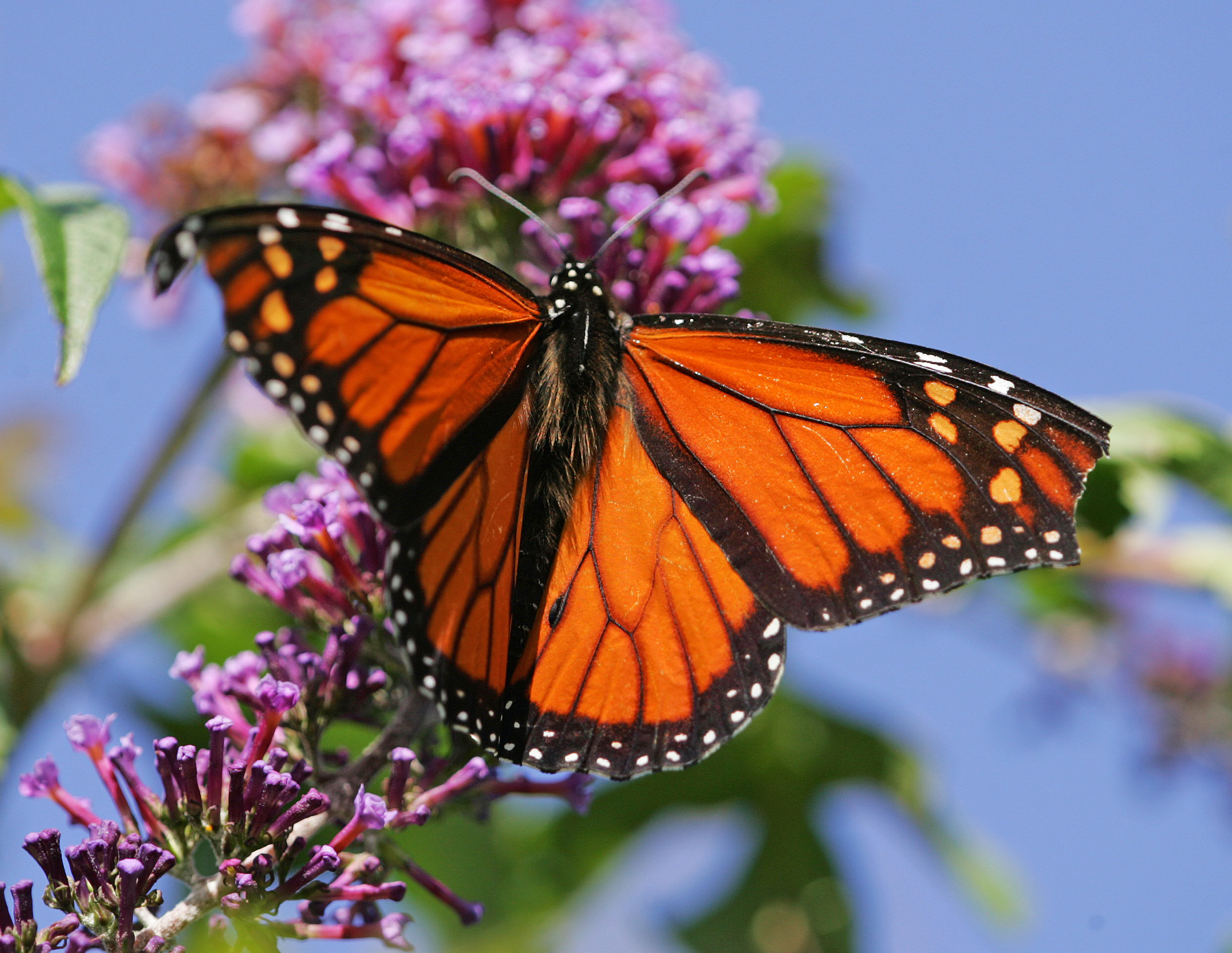 Details : Monarch - BirdGuides Details : Monarch - BirdGuides